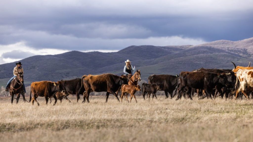 Bolt Ranch Store is the place for all things western - TownLift, Park ...