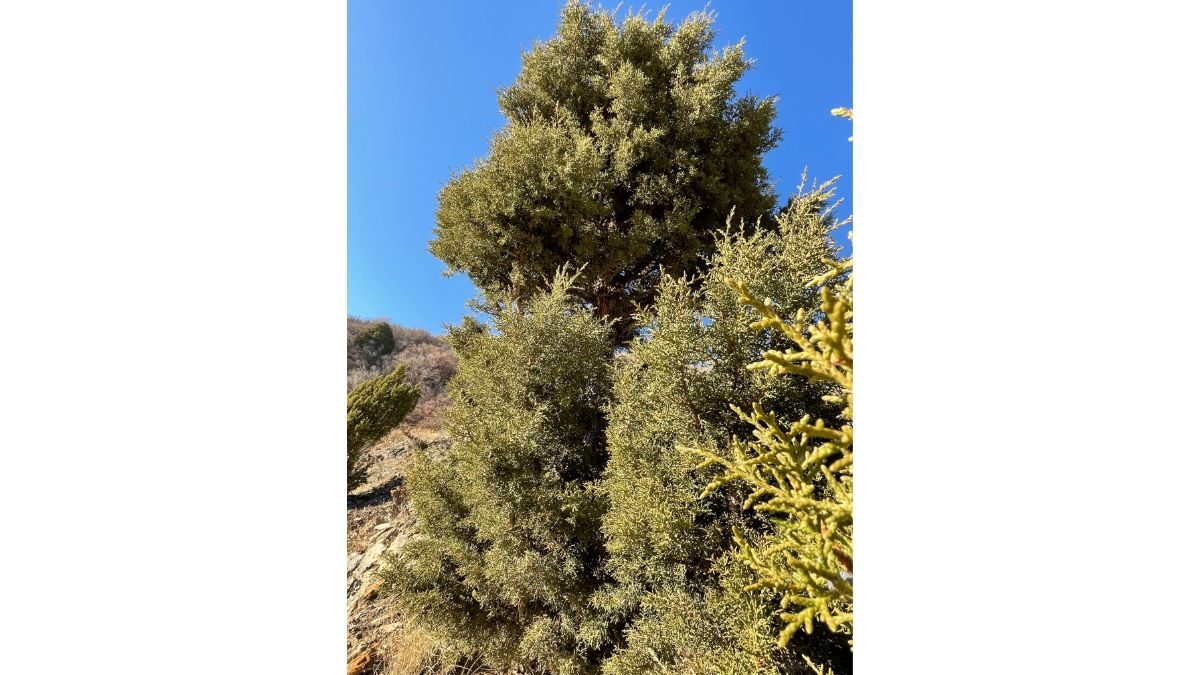 Wasatch Wilderness: Utah Juniper (Juniperus osteosperma) - TownLift ...