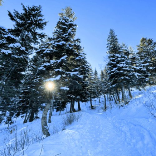 Wasatch Wilderness: White Fir (Abies concolor) - TownLift, Park City News