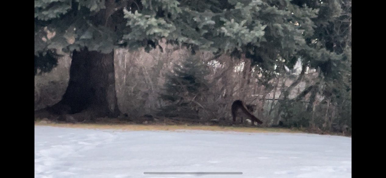 Winter weather increases wildlife interactions, here’s how to stay safe ...