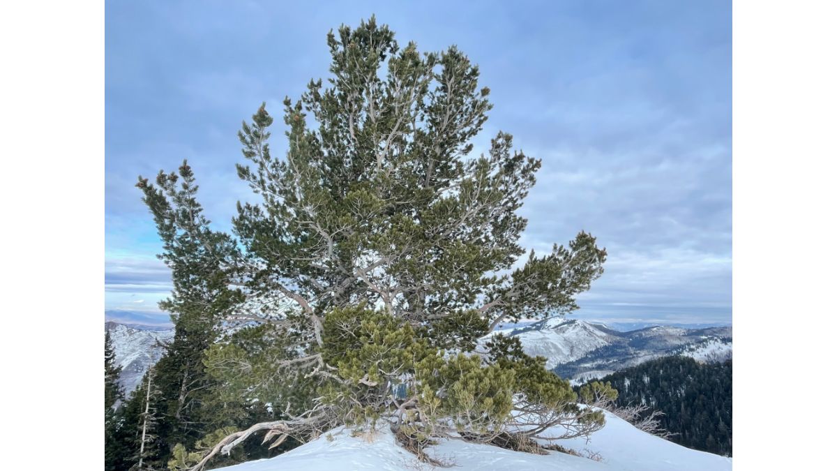 Wasatch Wilderness: Two-Needle Pinyon (Pinus edulis Engelm.) - TownLift ...