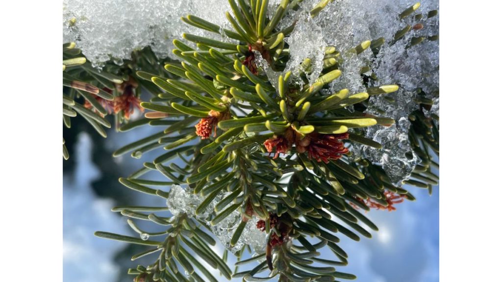 Wasatch Wilderness: Subalpine fir (Abies lasiocarpa) - TownLift, Park ...
