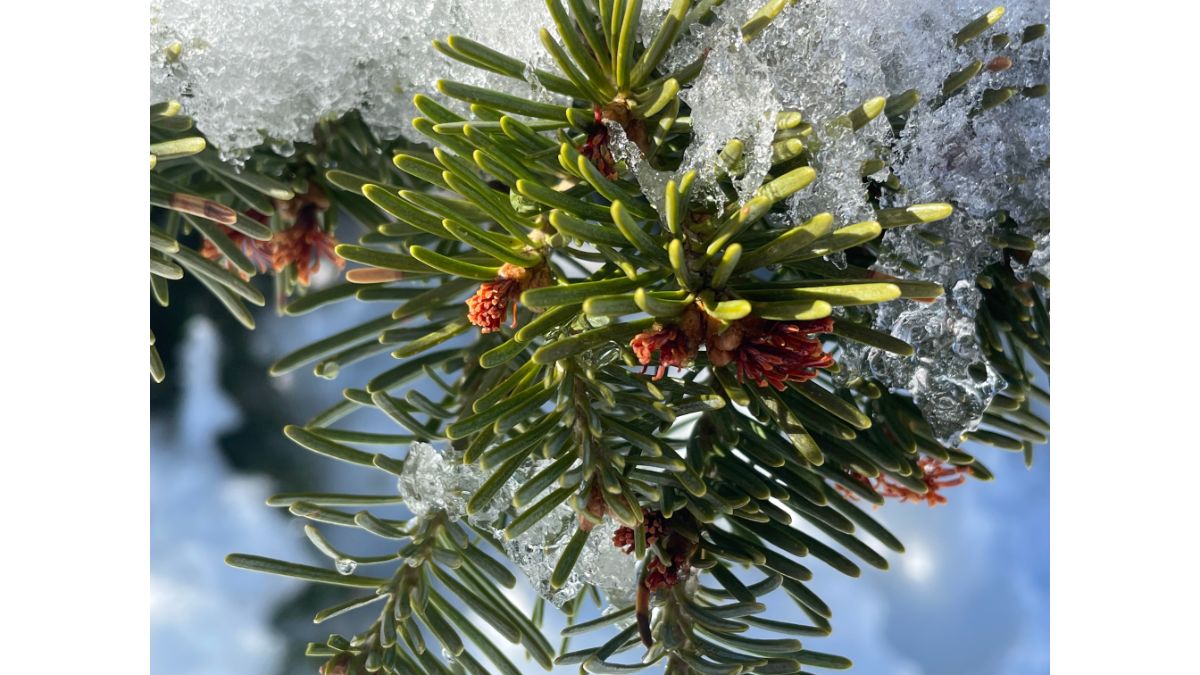 Wasatch Wilderness: Subalpine fir (Abies lasiocarpa) - TownLift, Park ...