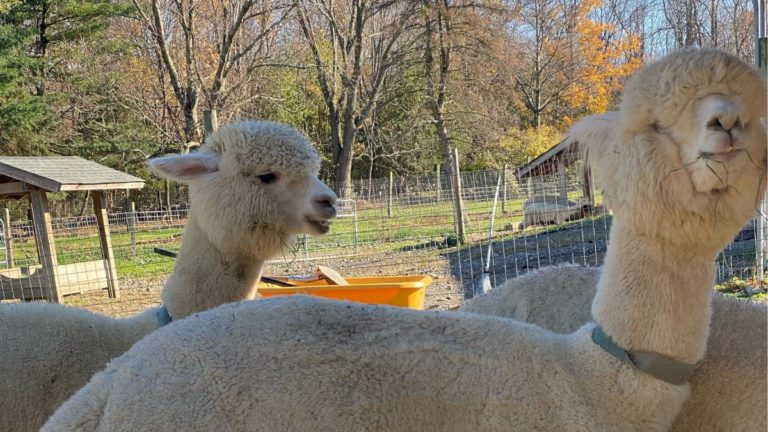 Alpacas cozy up at Hyatt Centric Park City this Friday - TownLift, Park ...