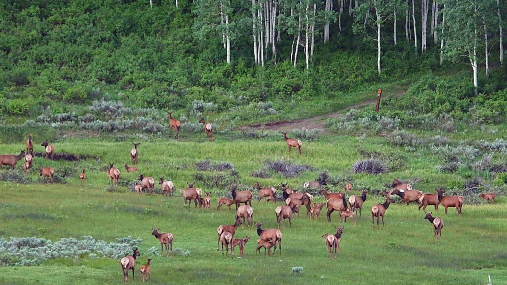 DWR issues citations during Cow Elk hunts - TownLift, Park City News