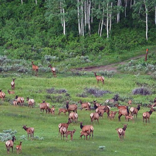 DWR issues citations during Cow Elk hunts - TownLift, Park City News