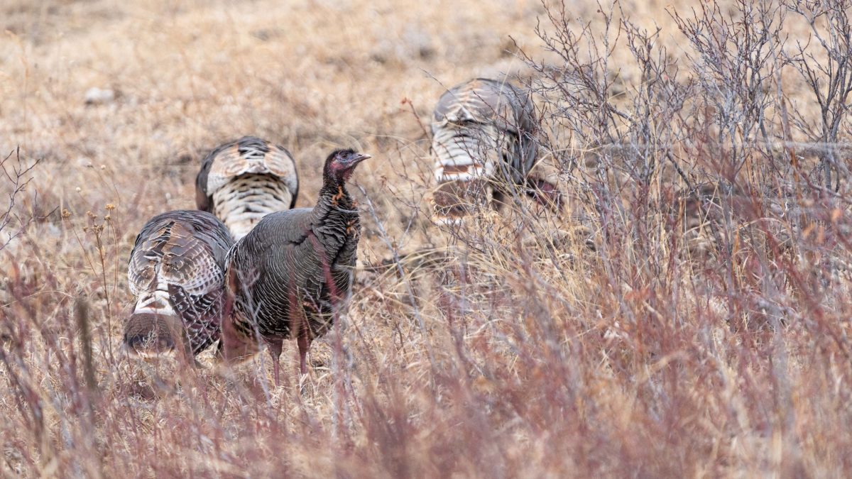 The DWR's tips for a successful turkey hunting season - TownLift, Park ...