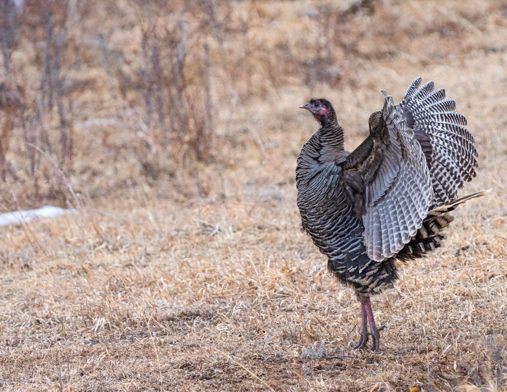 SNAPPED: Utah turkeys in the snow - TownLift, Park City News