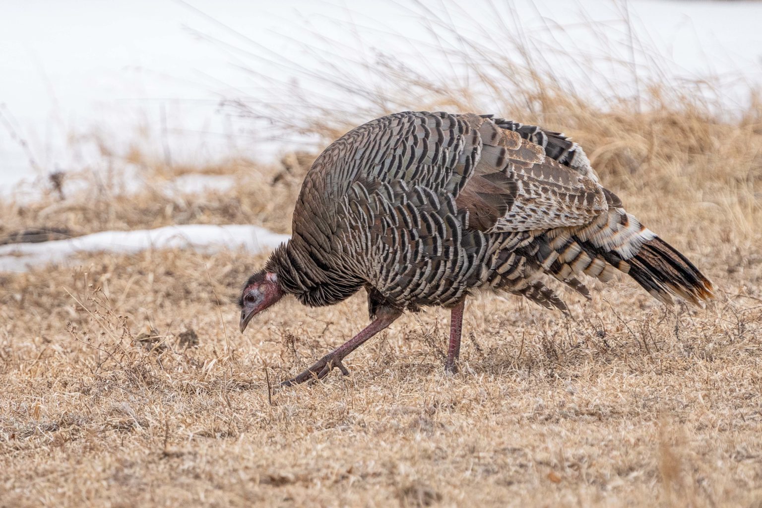 SNAPPED: Utah turkeys in the snow - TownLift, Park City News