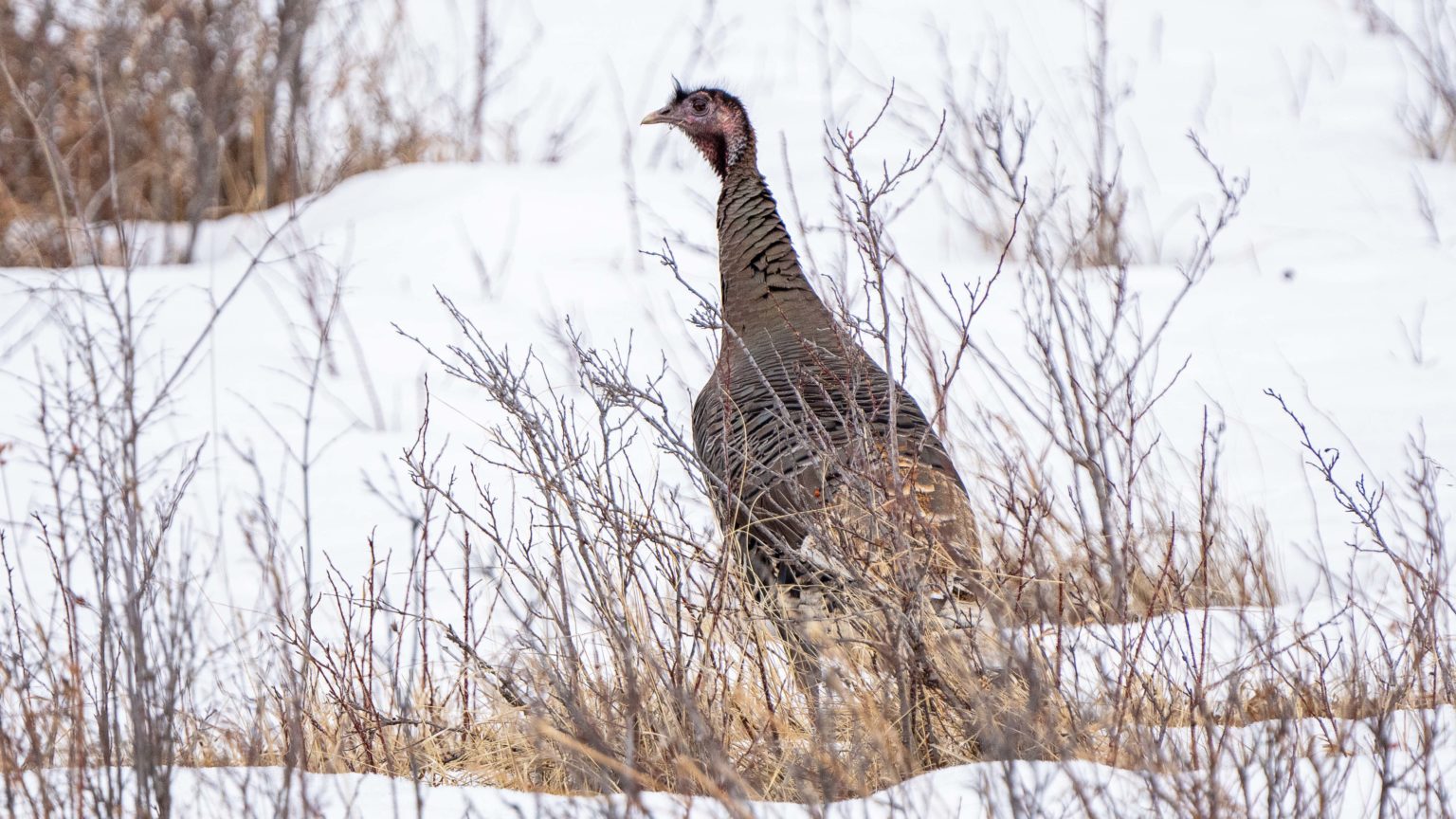 SNAPPED: Utah turkeys in the snow - TownLift, Park City News