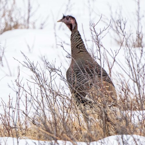 SNAPPED: Utah turkeys in the snow - TownLift, Park City News