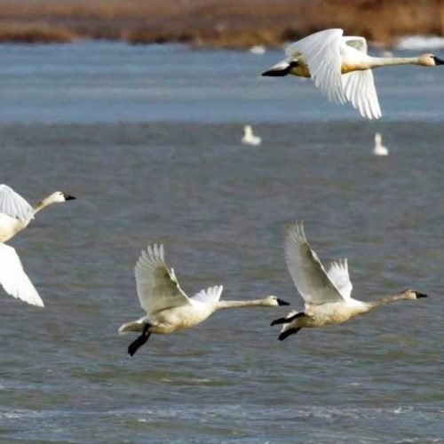 Where to see wild swans migrate through Utah this March - TownLift ...