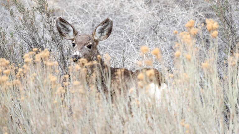 Explore Utah through Wildlife and Waterfowl Management Areas - TownLift ...