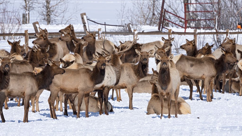 SNAPPED: Elk herd enjoys hay with cows and horses near Henefer ...