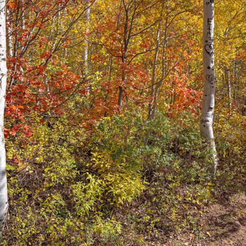 The uniqueness of the Aspen and its importance to Utah's ecosystems ...