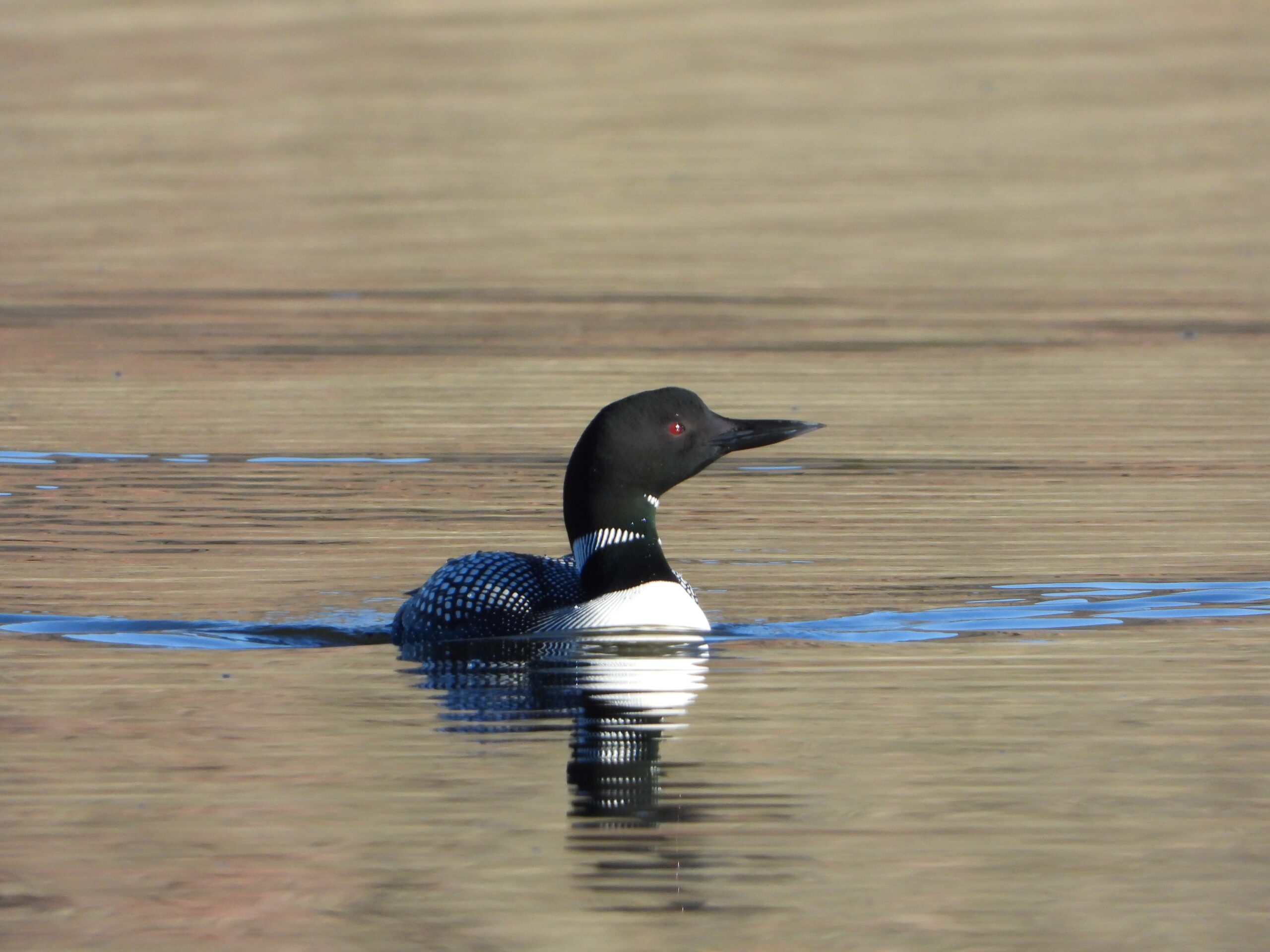 See the common loon as it migrates through the Uintah Basin - TownLift ...