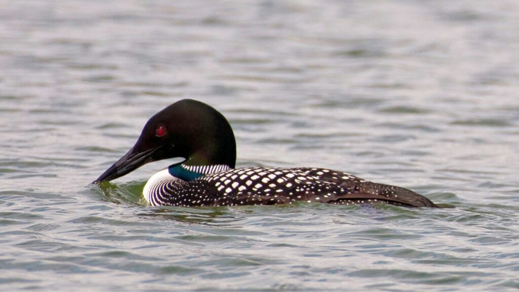 See the common loon as it migrates through the Uintah Basin - TownLift ...