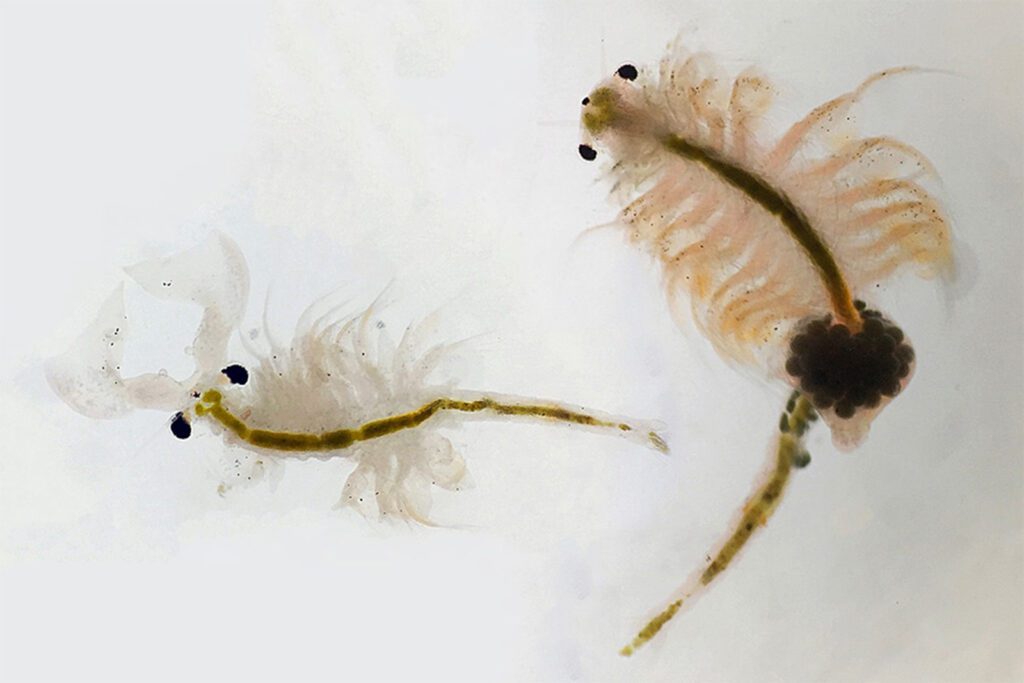 Saving the Great Salt Lake's brine shrimp ecosystem - TownLift, Park ...