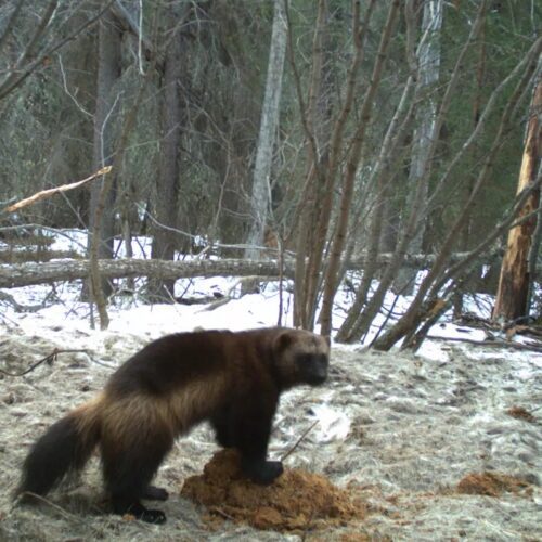 Looking back after a year at the first capture and collaring of a ...