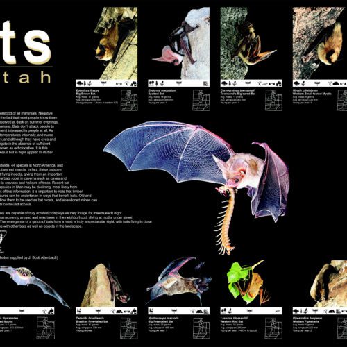 Bat Appreciation Day: Celebrate Utah's 18 species of bats - TownLift ...