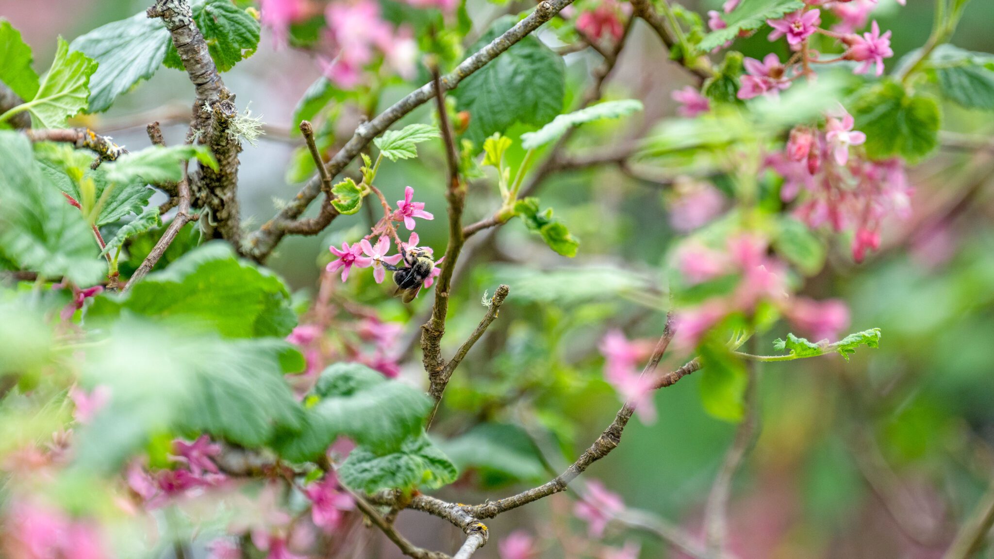 Help Utah pollinators through community science by joining the Utah ...
