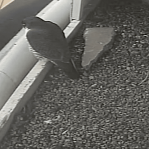 LIVE: Falcon cam - TownLift, Park City News