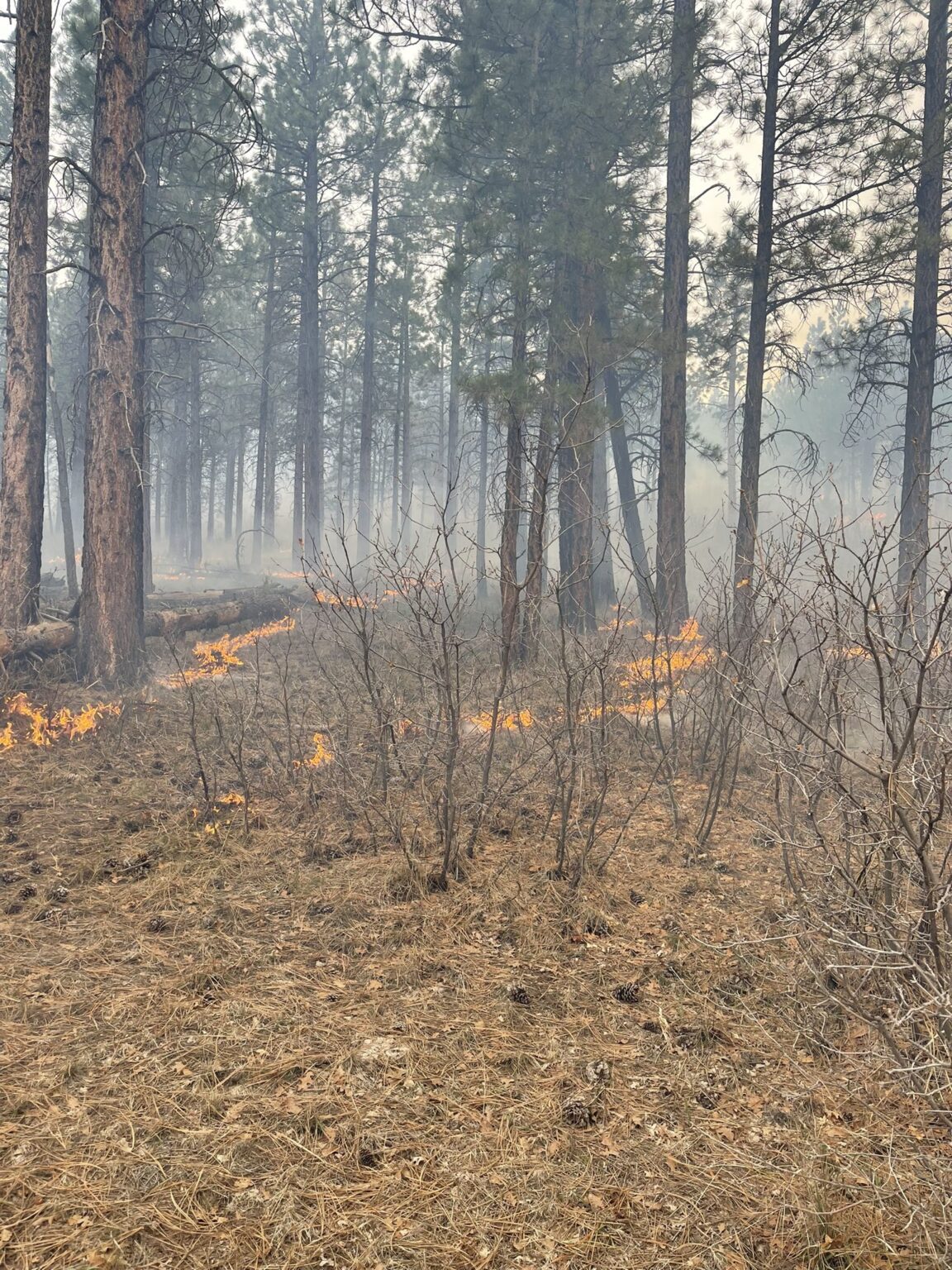 Snapped: Prescribed burn used to clear up 110 acres of Ponderosa Pine ...