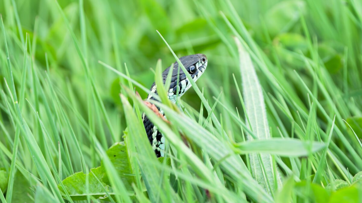 SNAPPED: Springtime brings fun opportunities to find snakes - TownLift ...