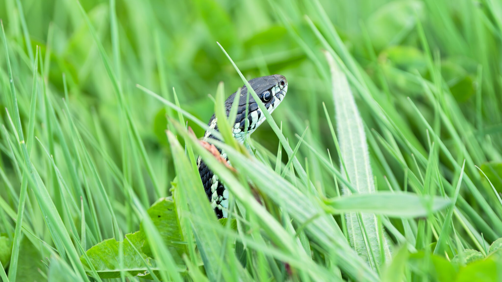 SNAPPED: Springtime brings fun opportunities to find snakes - TownLift ...