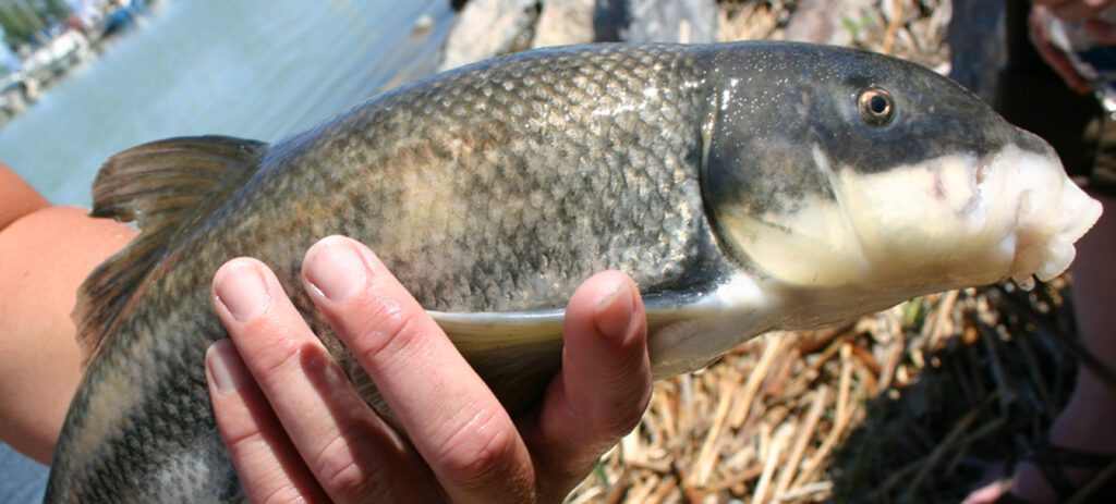 National Endangered Species Day spreads awareness - TownLift, Park City ...