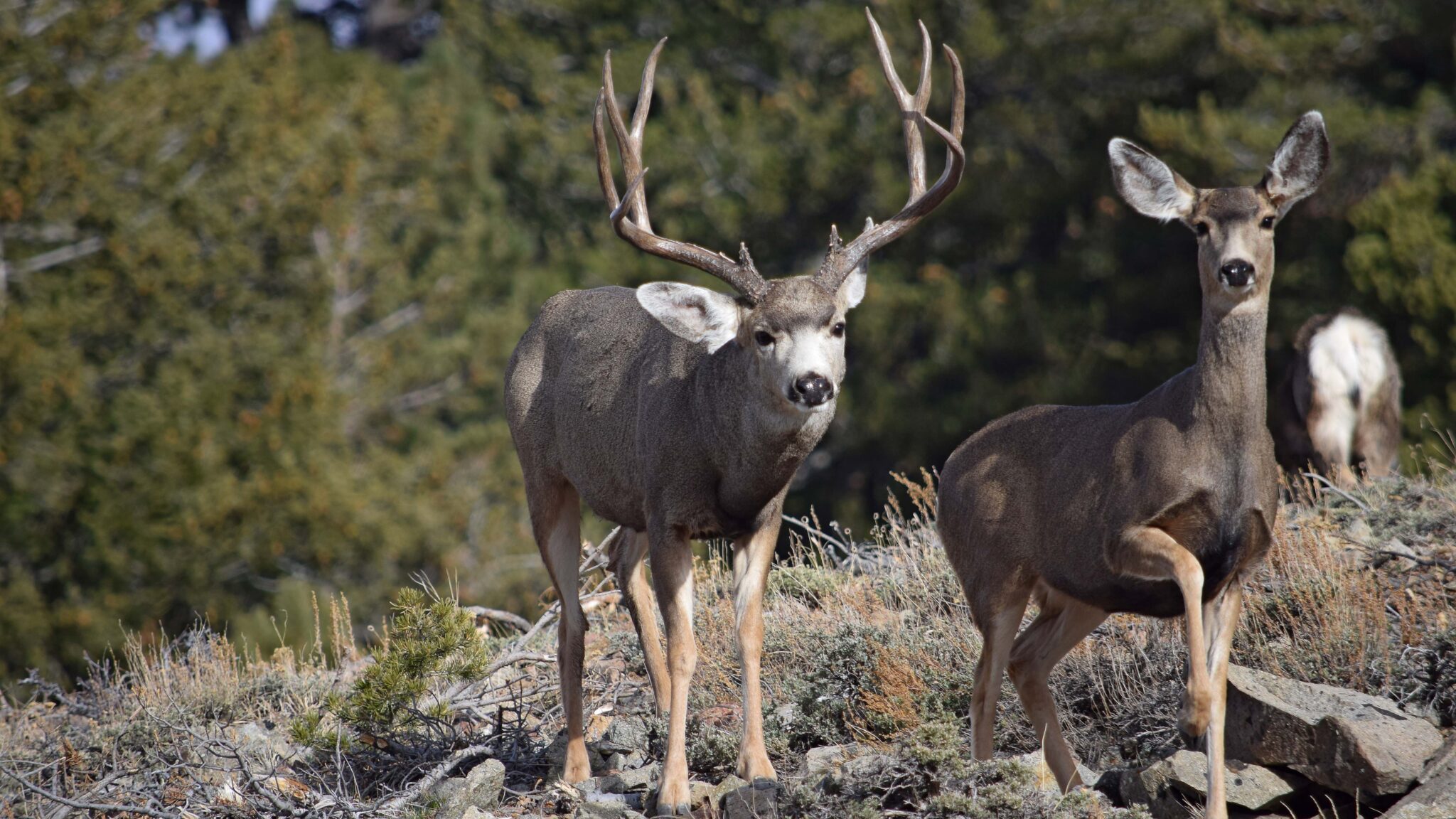 2023 big game hunting permits to decrease following Utah Wildlife Board ...