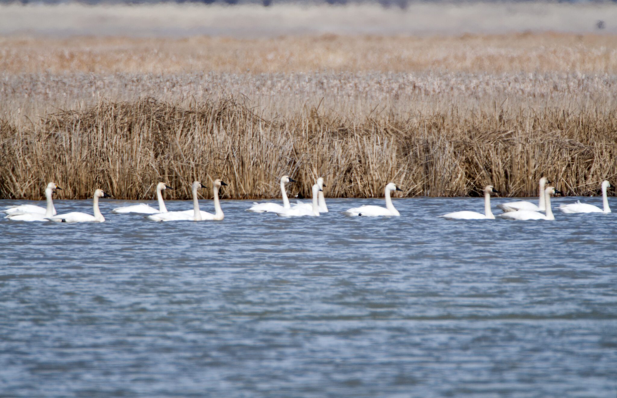 Utah Wildlife Board votes to prohibit harvest of trumpeter swans ...