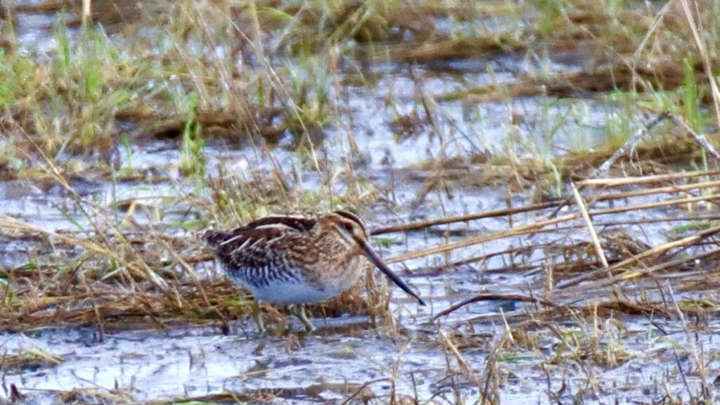 Over 84,000 shorebirds counted during spring survey - TownLift, Park ...