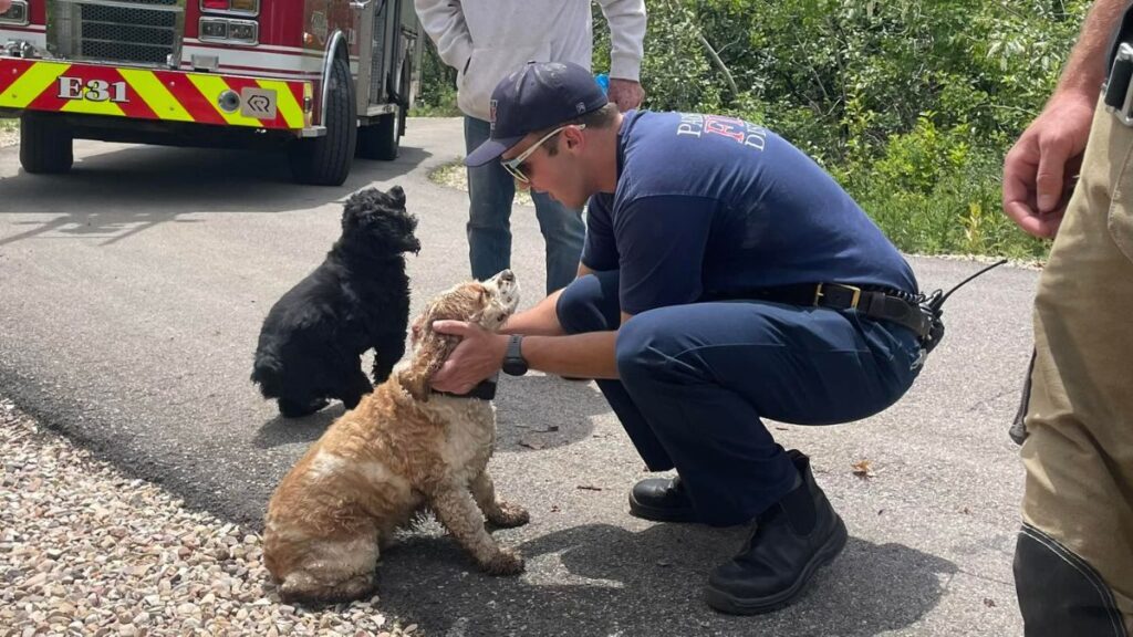 SNAPPED: Park City Fire District rescues dog from culvert - TownLift ...