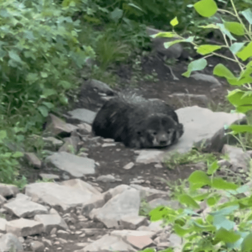 Trail runner gets 'badgered' on popular Park City trail - TownLift ...