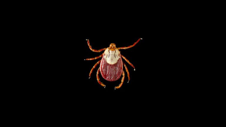 Ticks in Summit County test positive for Colorado Tick Fever - TownLift ...