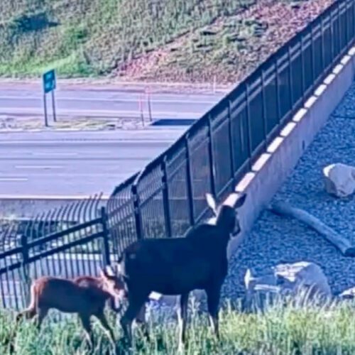 UDOT shares new babies of the bridge wildlife crossing video - TownLift ...