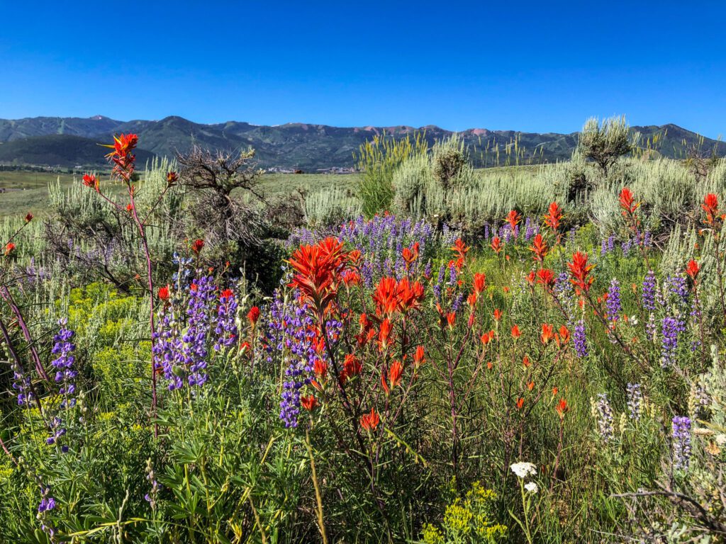 Park City wildflowers in full bloom - TownLift, Park City News