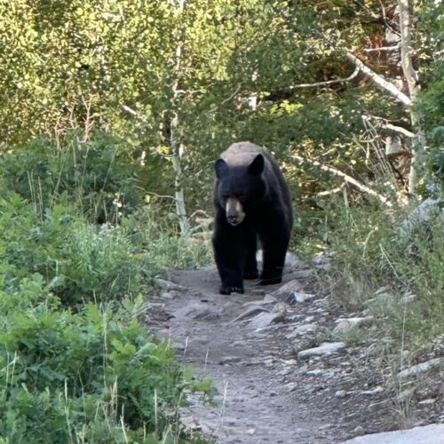 Black bear spotted on Holly's Trail - TownLift, Park City News