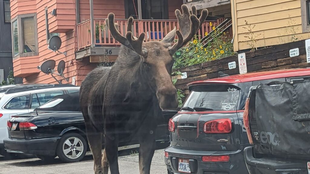 Multiple moose sightings near Park City Main Street - TownLift, Park ...