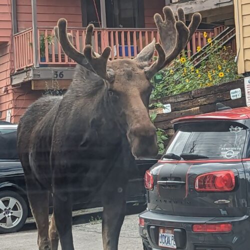 Multiple moose sightings near Park City Main Street - TownLift, Park City News
