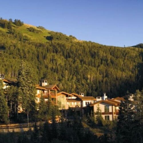 Stein Collection joins forces with Evertreen to restore forests ...