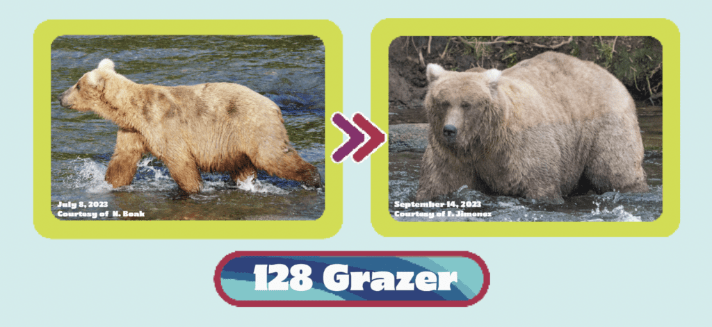 Chunky champion crowned in Katmai's Fat Bear Week competition ...