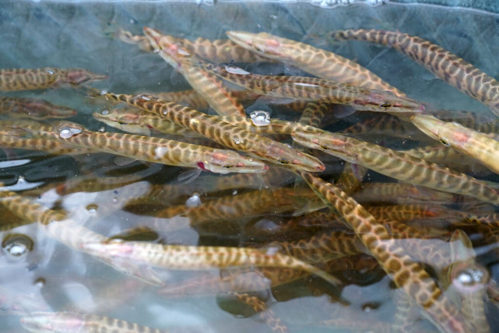 Angler alert: DWR achieves successful tiger muskie hatching and rearing ...