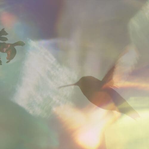 Dive into the day-to-day of a hummingbird rescue with 'Every Little ...