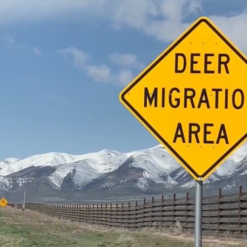 DWR, UDOT and other partners complete 7 wildlife migration structures ...