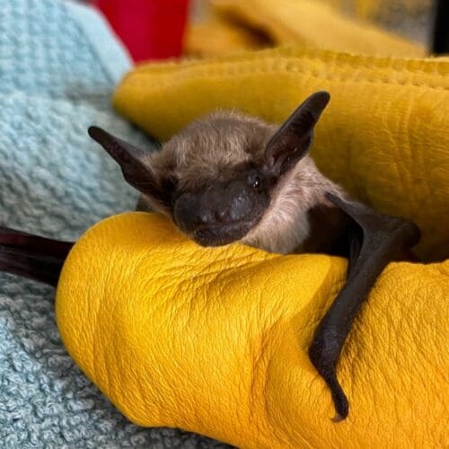 Wings of change: Park City Hummingbird Hospital evolves into Wildlife ...