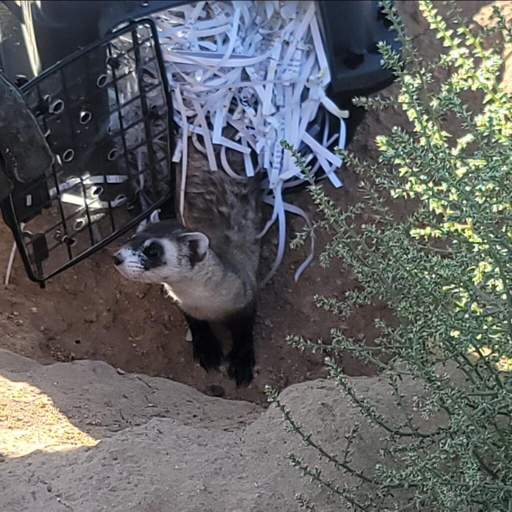 Black-footed ferrets – a most endangered species - TownLift, Park City News