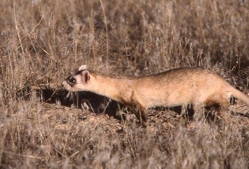 Black-footed ferrets – a most endangered species - TownLift, Park City News