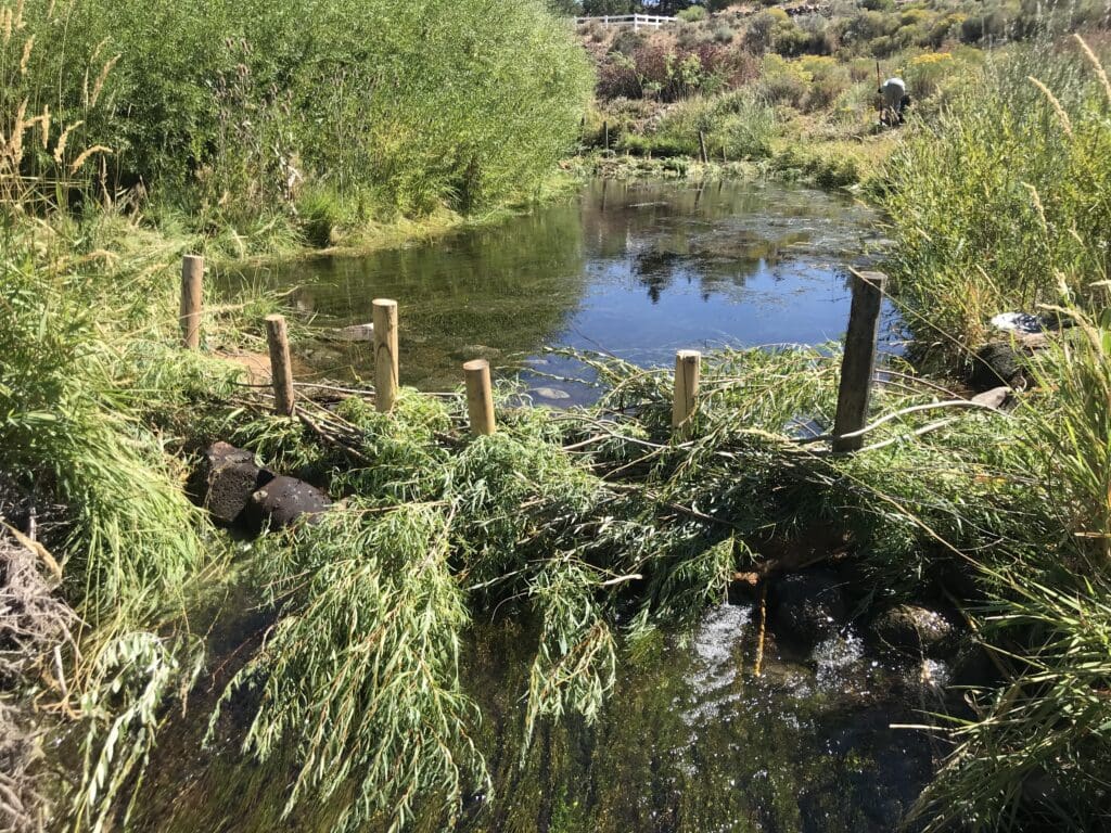 Dam it, and they will come: The beaver's role in Utah's environmental ...